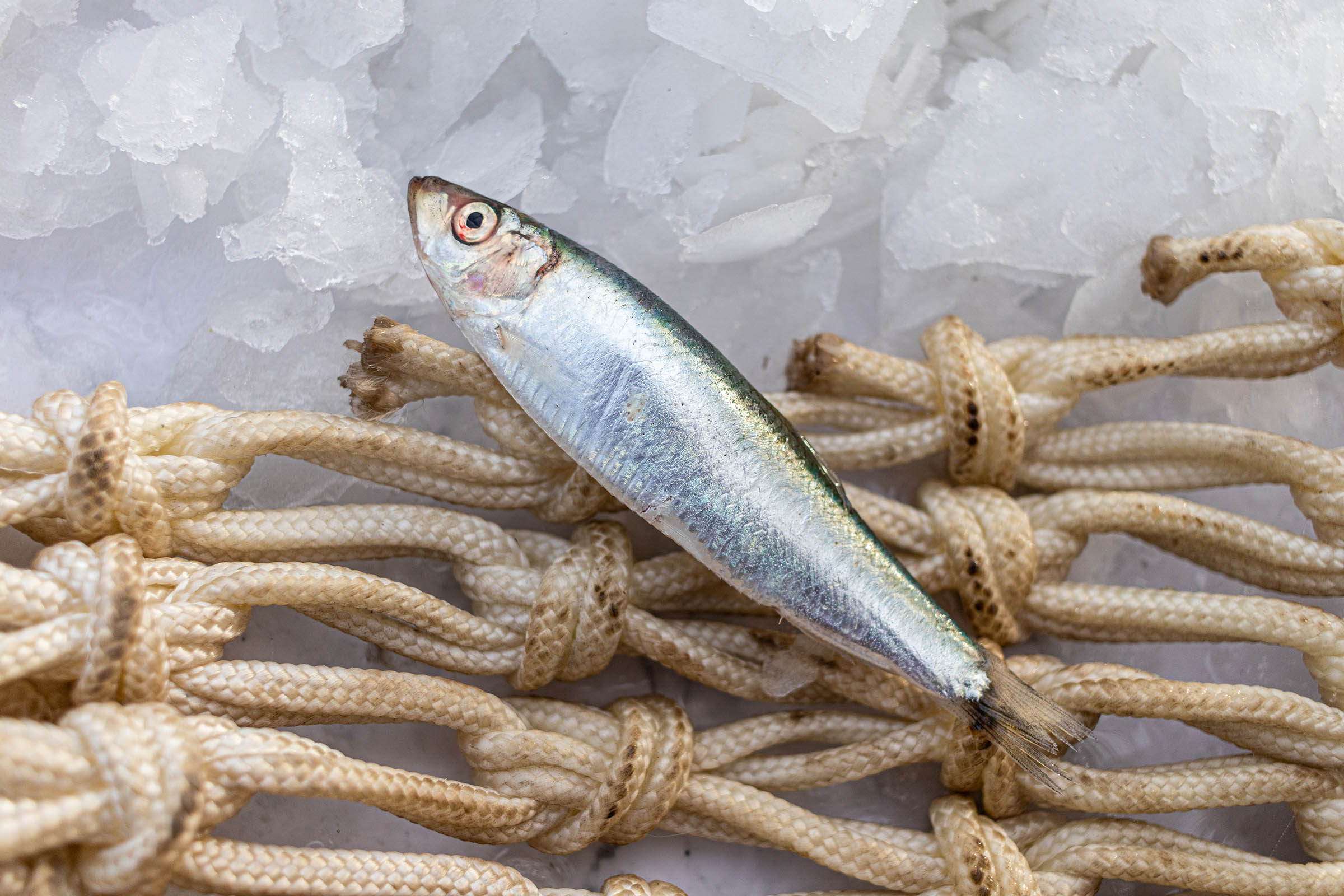 Sprot | NorthSeaChefs