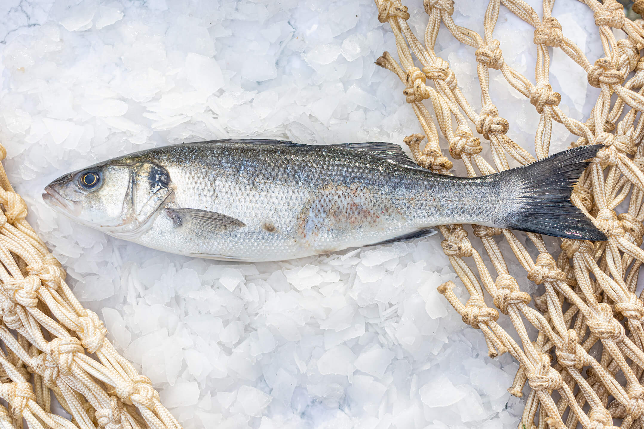 Zee­baars | NorthSeaChefs