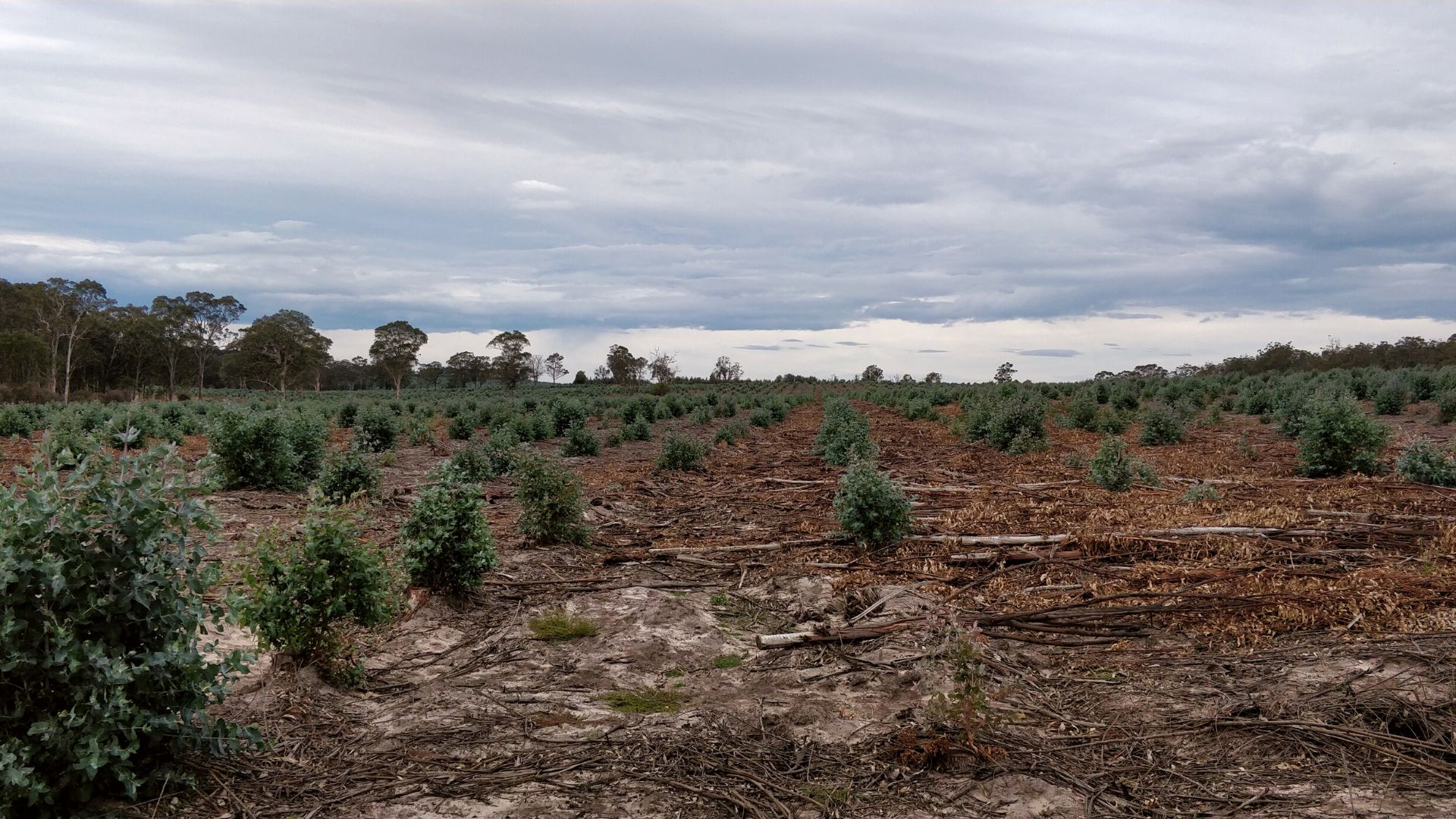 Bairnsdale Solar Farm