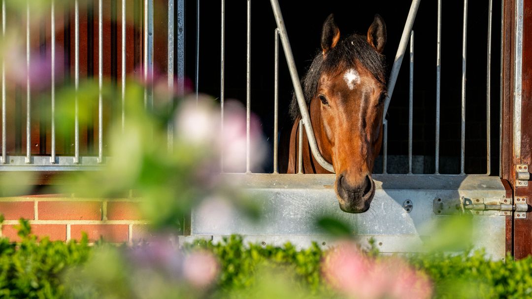 Pegasus Stables | James Fanshawe