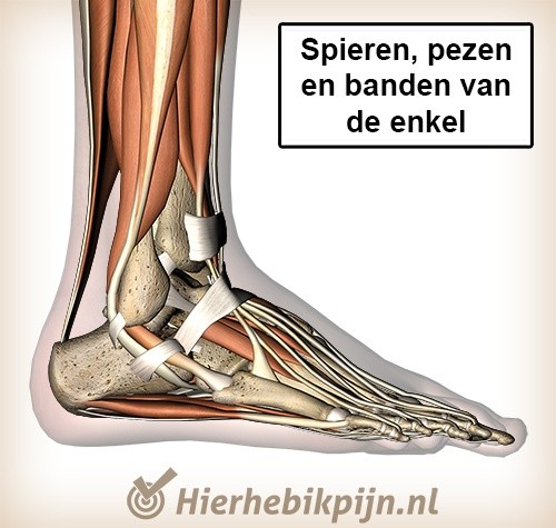 Enkelinstabiliteit | PhysiqCare Encyclopedie