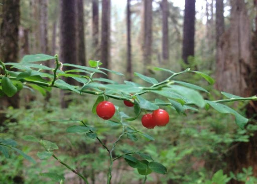 Red Huckleberry Plant