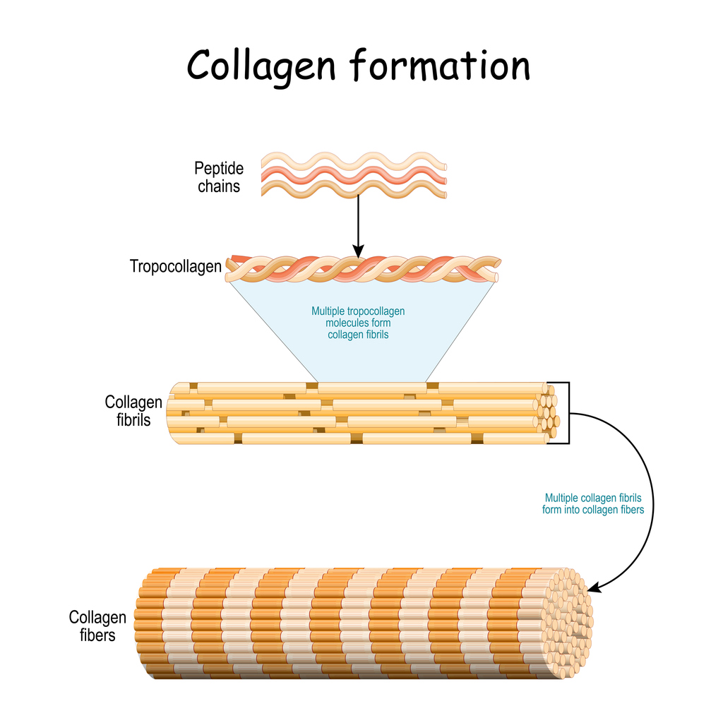 Trait: Musculoskeletal soft tissue injury risk (COL5A1) | FitnessGenes®