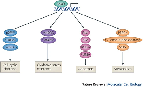 Trait: FOXO3 and longevity | FitnessGenes®