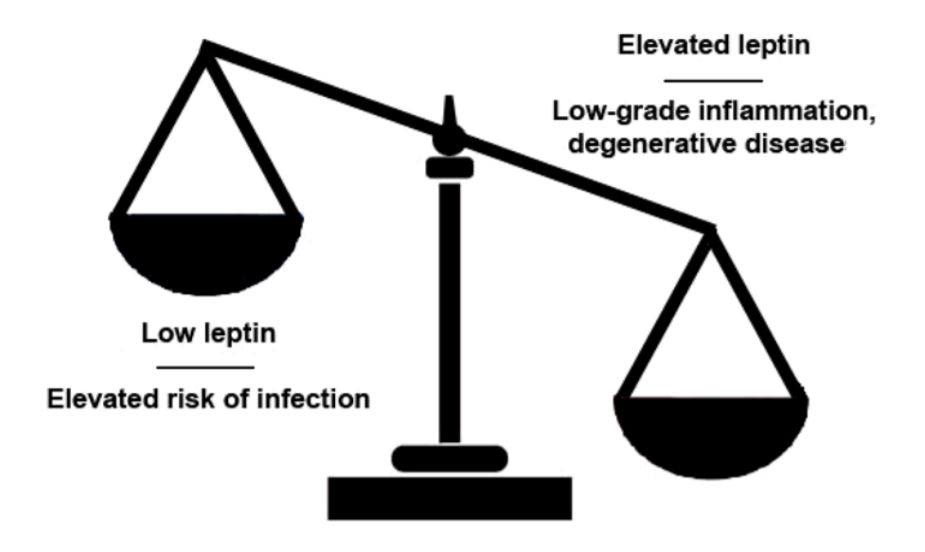 Trait: C-reactive protein levels (LEPR) | FitnessGenes®