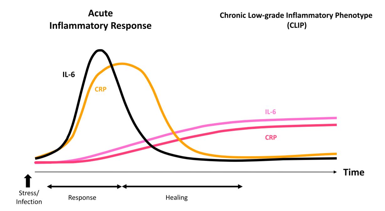 Trait: C-reactive protein levels (LEPR) | FitnessGenes®
