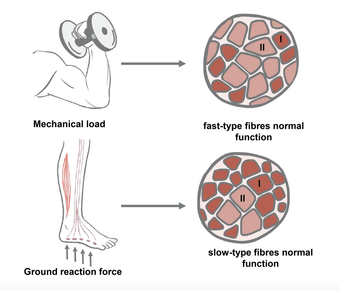 Can I change my muscle fibre composition? | FitnessGenes®