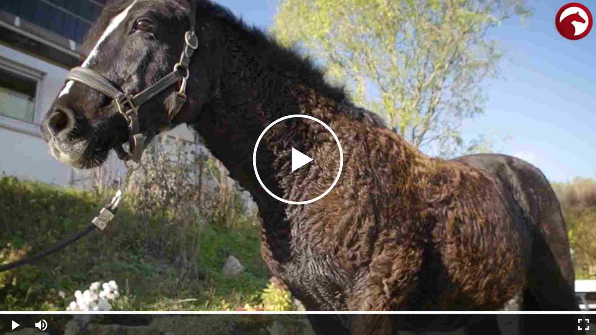 Equines Cushing Syndrom - ClipMyHorse.TV Magazine