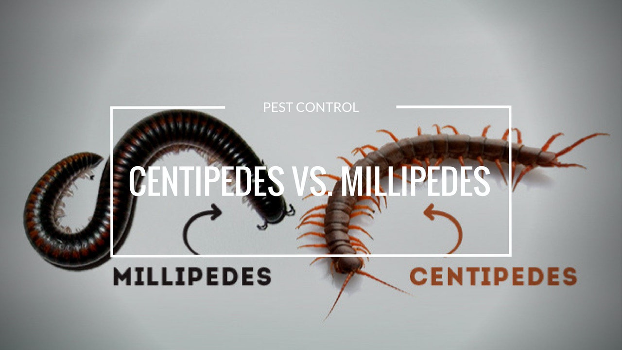 CENTIPEDES VS. MILLIPEDES