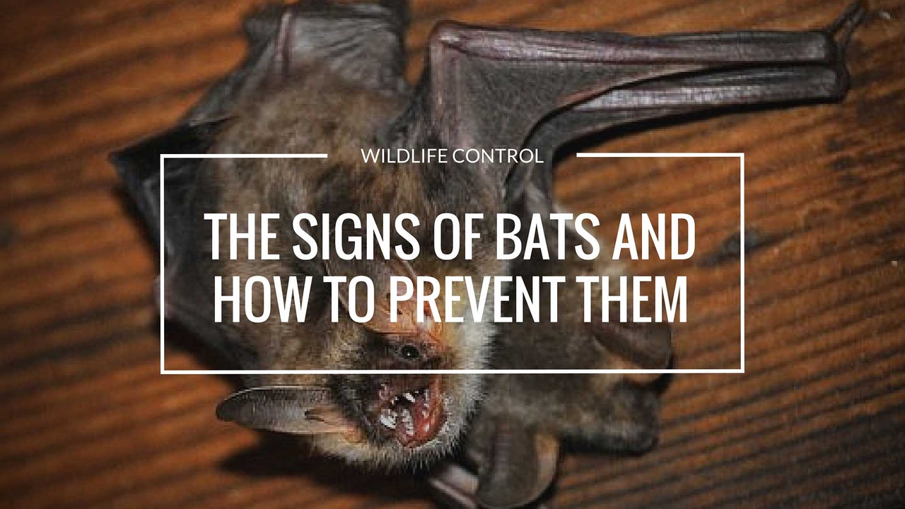 THE SIGNS OF BATS AND HOW TO PREVENT THEM