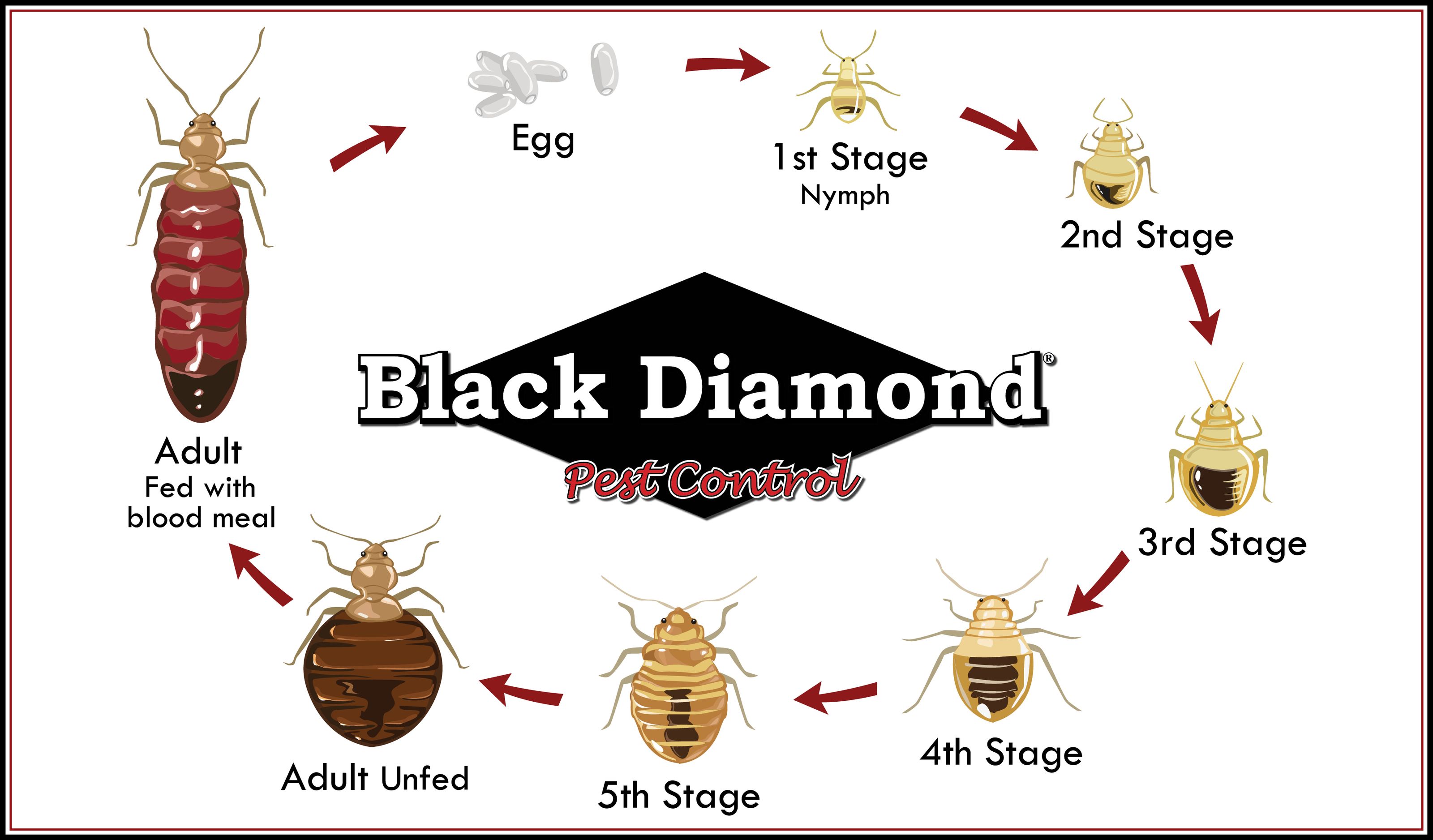 What Do Bed Bugs Look Like?