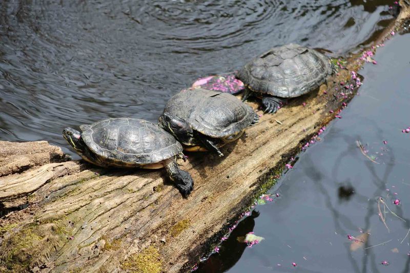 Animals | Mill Mountain Zoo | Non-Profit Conservation Zoo in Roanoke ...