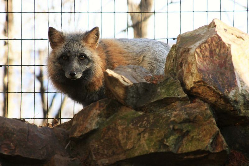 Red Fox | Mill Mountain Zoo | Non-Profit Conservation Zoo in Roanoke ...