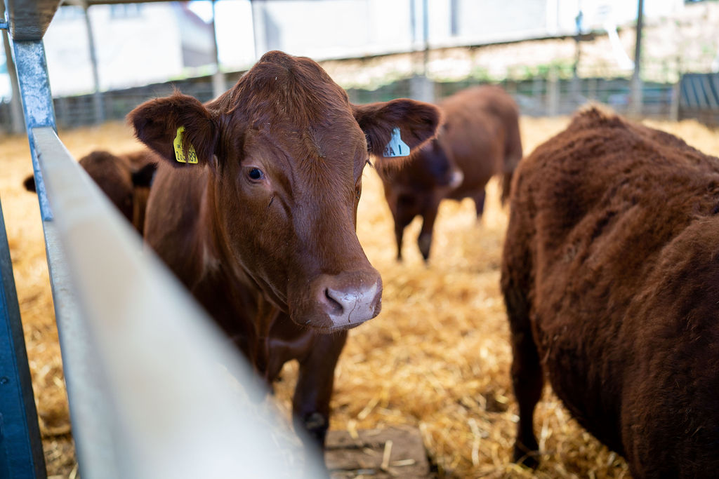 Herd Advance | Stockman