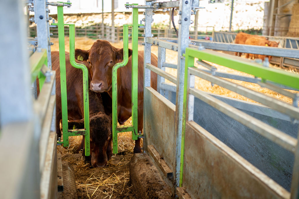 Herd Advance | Stockman