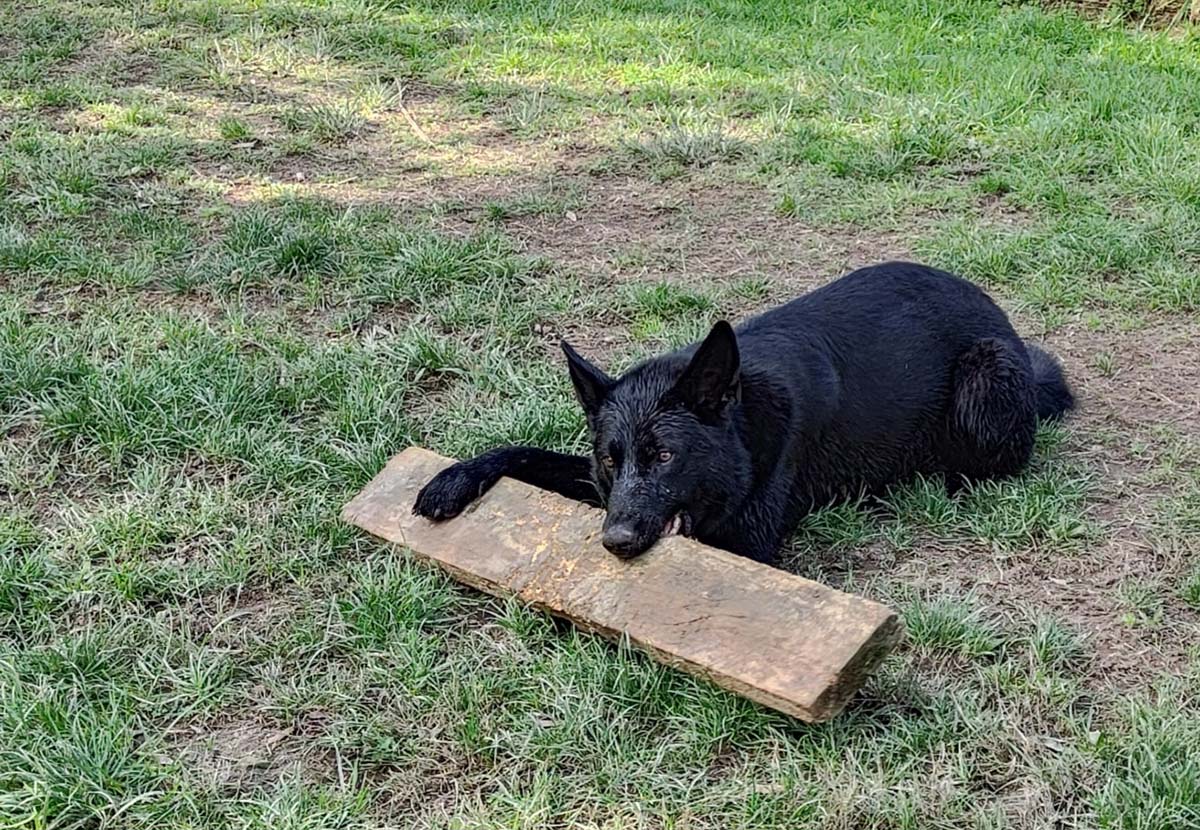 Valhalla Dog Kennels