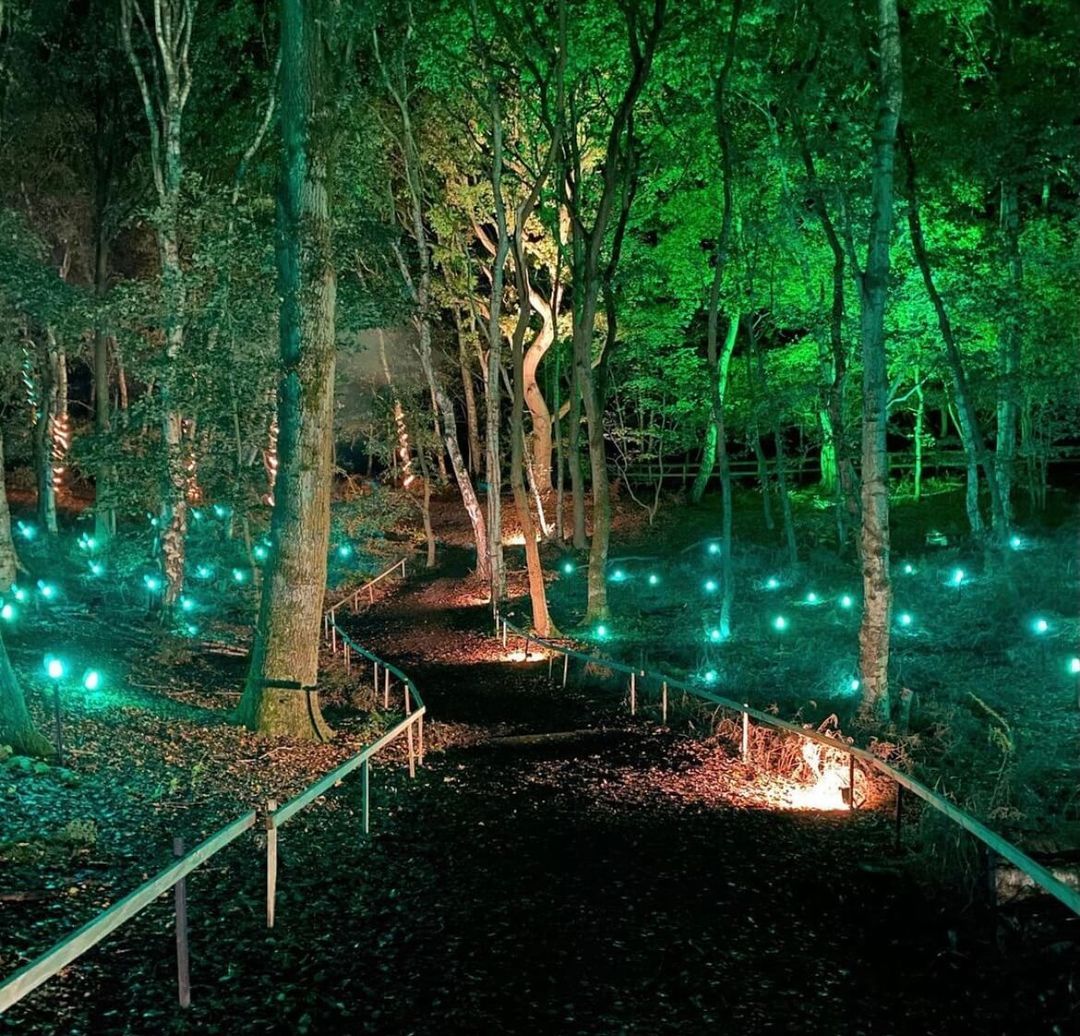 Magical Woodland