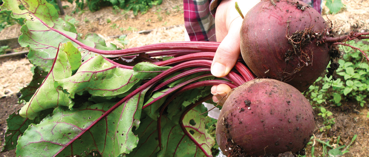 Searles | How to grow beetroot