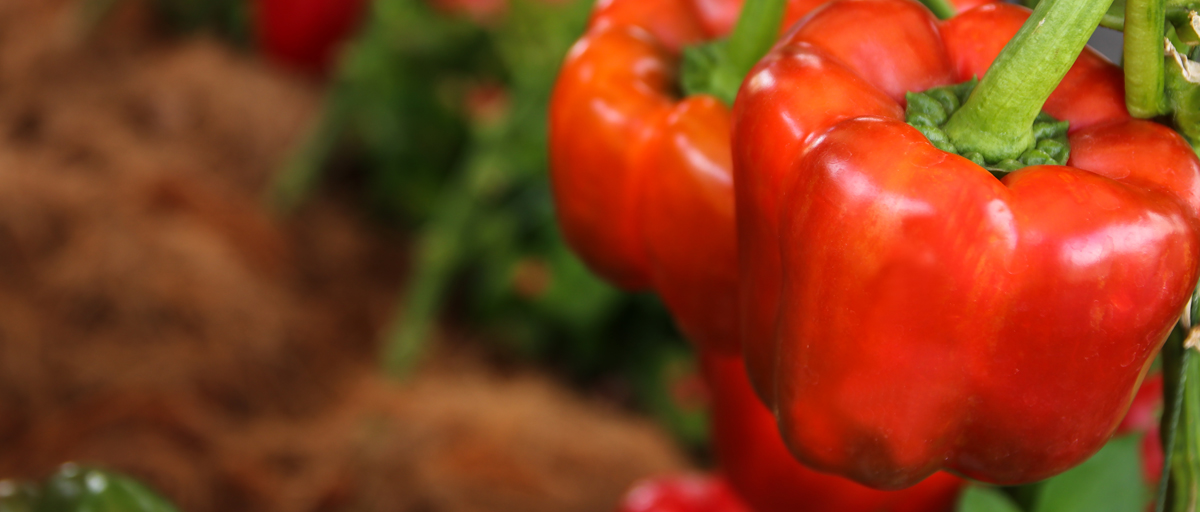 Searles | How to grow capsicum
