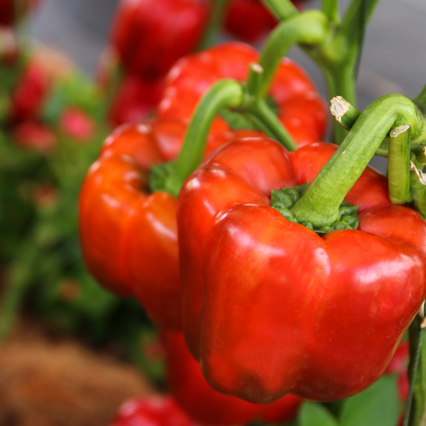 Searles | How to grow capsicum