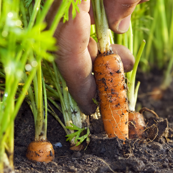 Searles | Growing Carrots – All year planting tips
