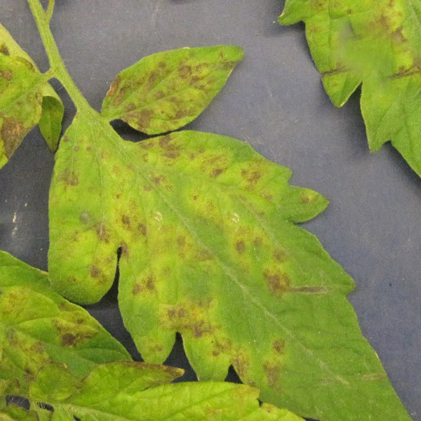 Searles | Tomato Pests and Diseases