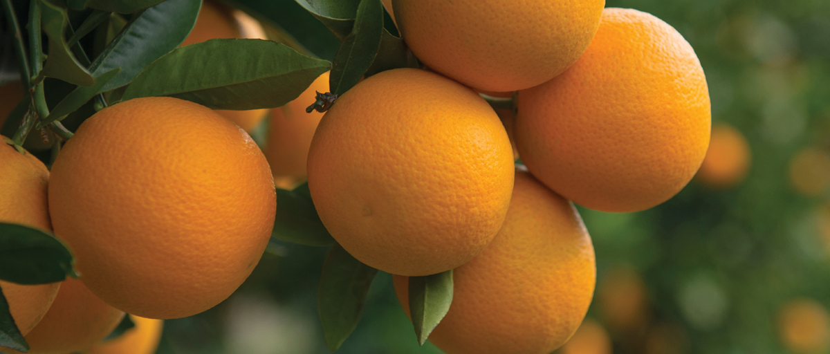 Searles | Citrus Planting and Fertilising