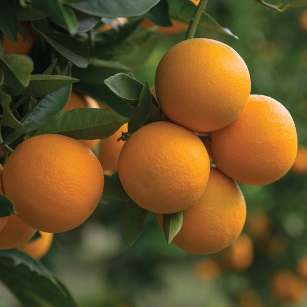 Searles | Citrus Planting and Fertilising