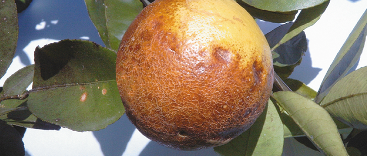 Searles | Citrus pest and disease problems - solutions to citrus problems