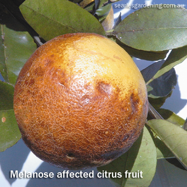 Searles | Citrus pest and disease problems - solutions to citrus problems