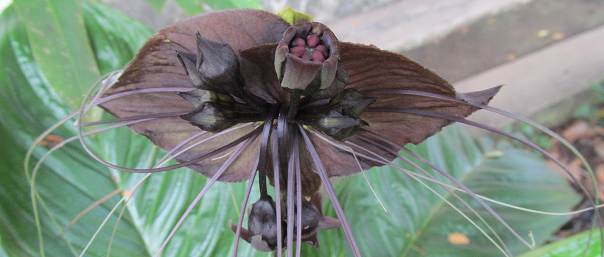 Searles | How to grow Black Bat Plant (Tacca chantrieri)