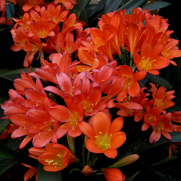 Searles | How to Grow Clivias