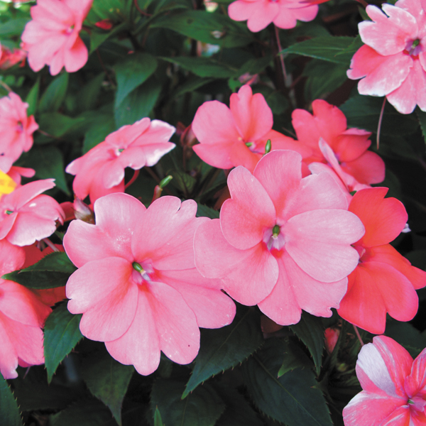 Searles | How to Grow Impatiens