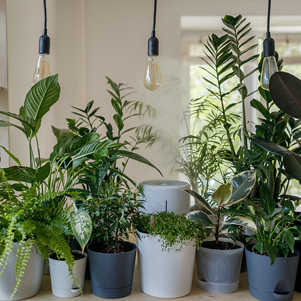 Searles | Pot plant maintenance