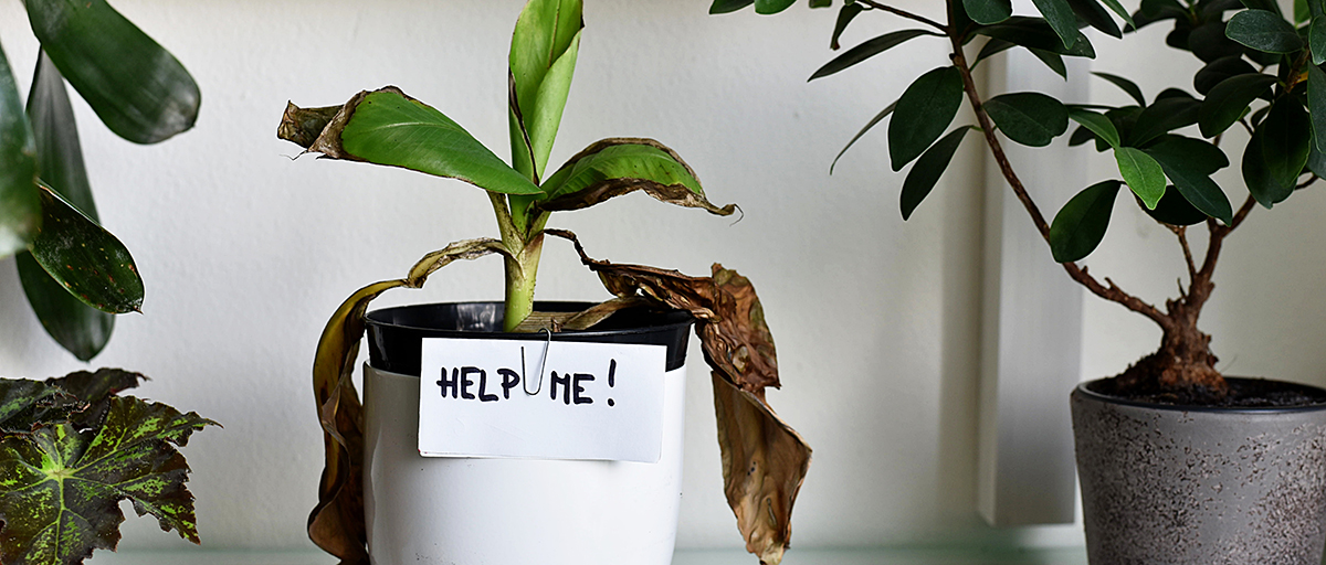 Searles | Indoor plant problem solver guide