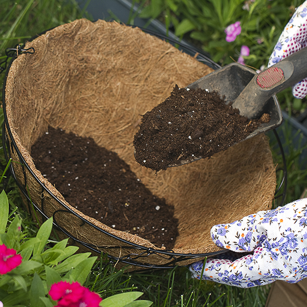 Searles | How to Grow Bougainvilleas in hanging baskets