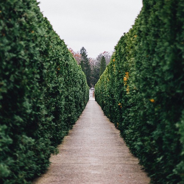 Searles | Best fast growing plants for privacy and screening