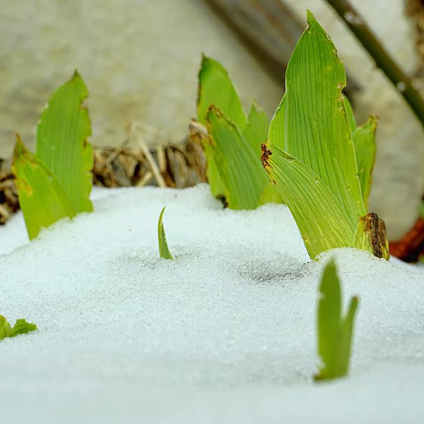 Searles | How to protect plants from frost damage