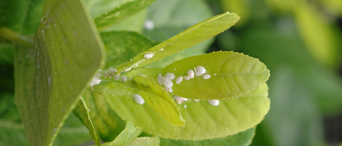 Searles | Control Mealy Bug - Treatment