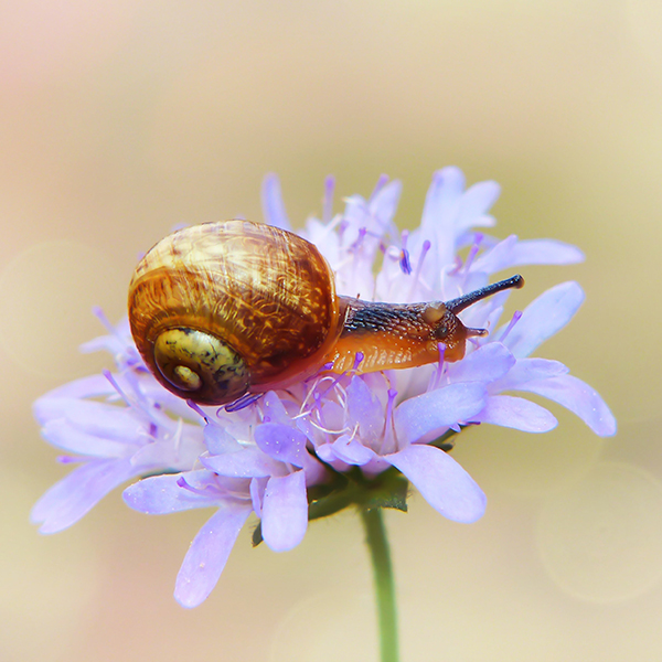 Searles | Control Snails and Slugs - Treatment