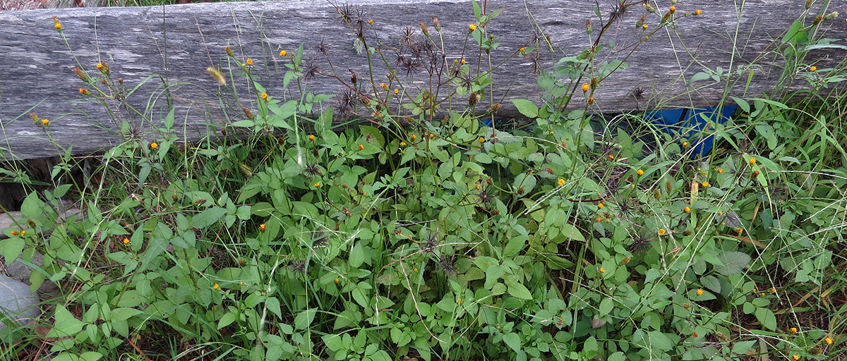 Searles | Control Cobblers Peg - Treatment