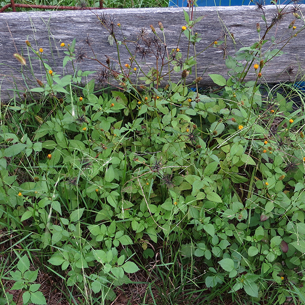 Searles | Control Cobblers Peg - Treatment