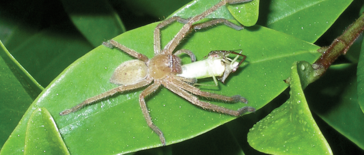 Searles | Beneficial insect - Spiders