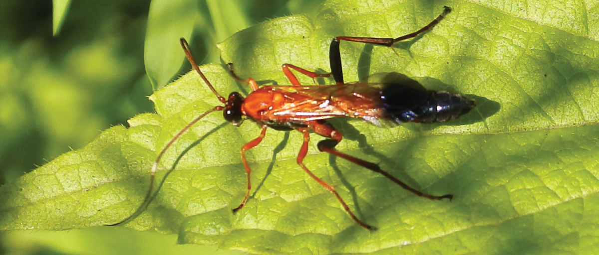 Searles | Beneficial insect - Wasps