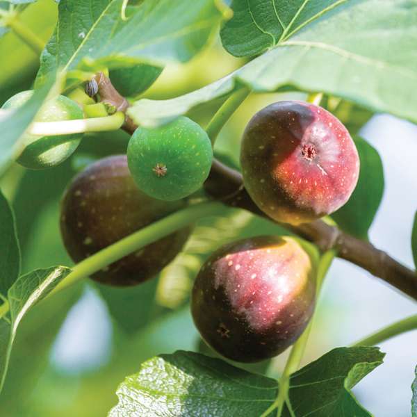 Searles | How to grow and plant fig trees