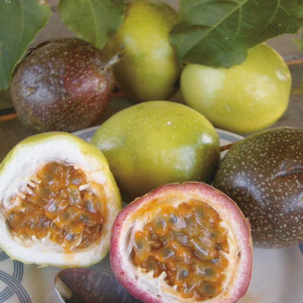 Searles | Growing and Planting Olives