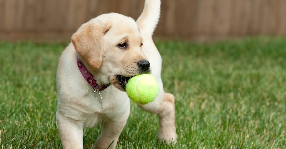 What Age Can You Train a Labrador? Why Early Training Matters