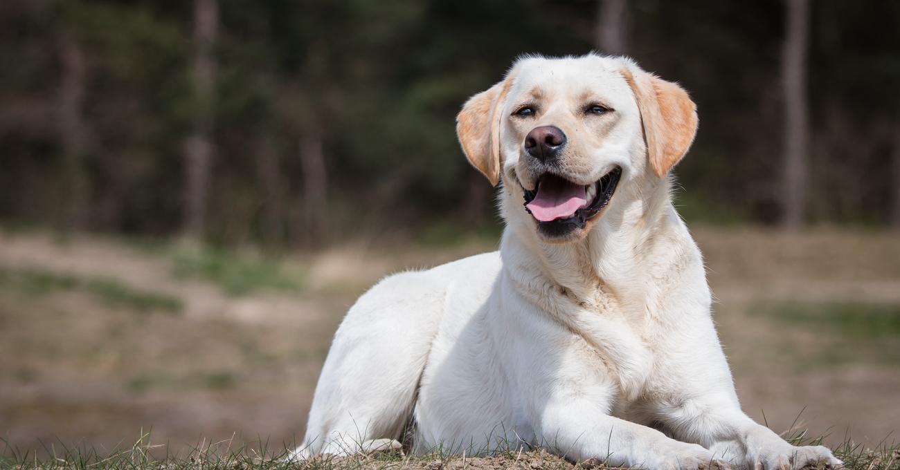 Top Names For Female Yellow Labs Everything Labradors Top Names For Female Yellow Labs Everything Labradors