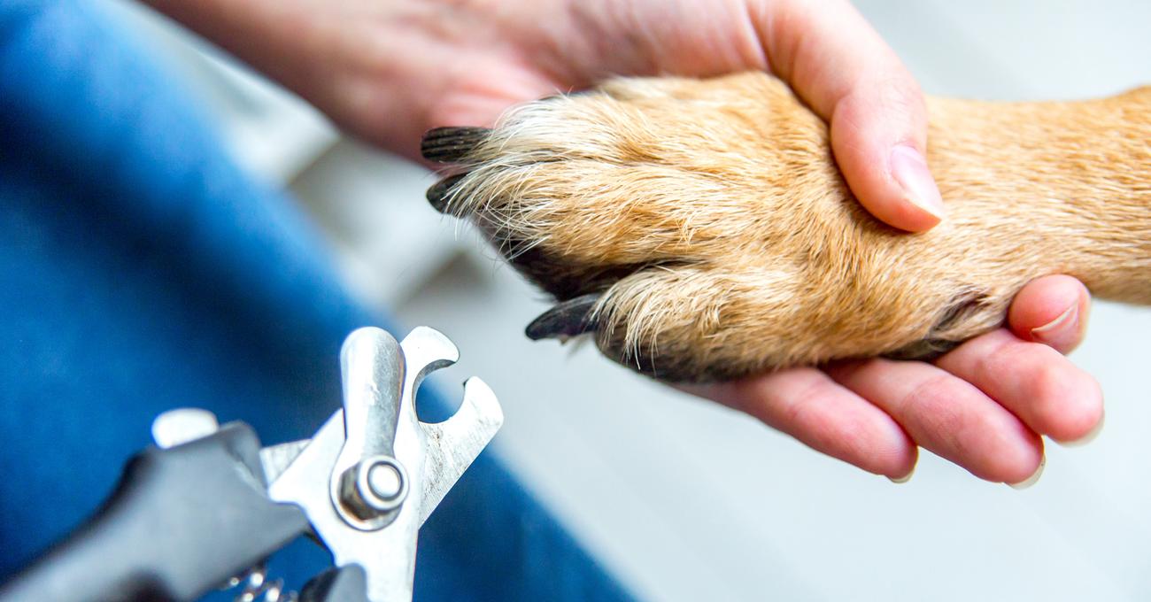 What To Do If Dog's Nail Is Split Down Vertically