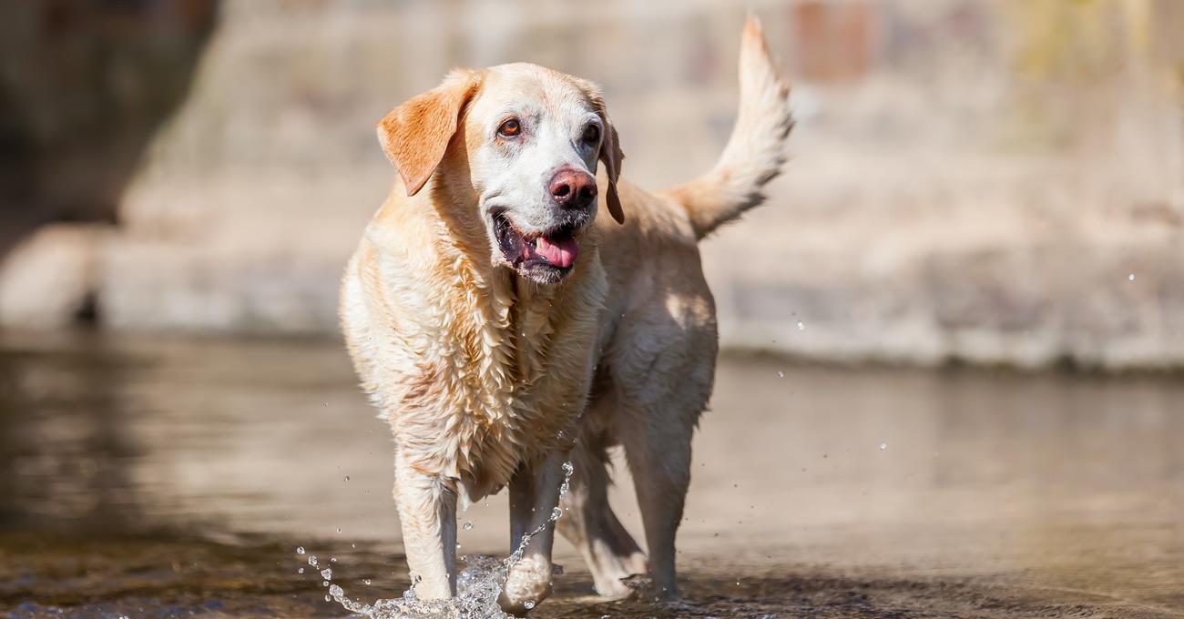 Guide To Proper Care Needed For Your Older Labrador